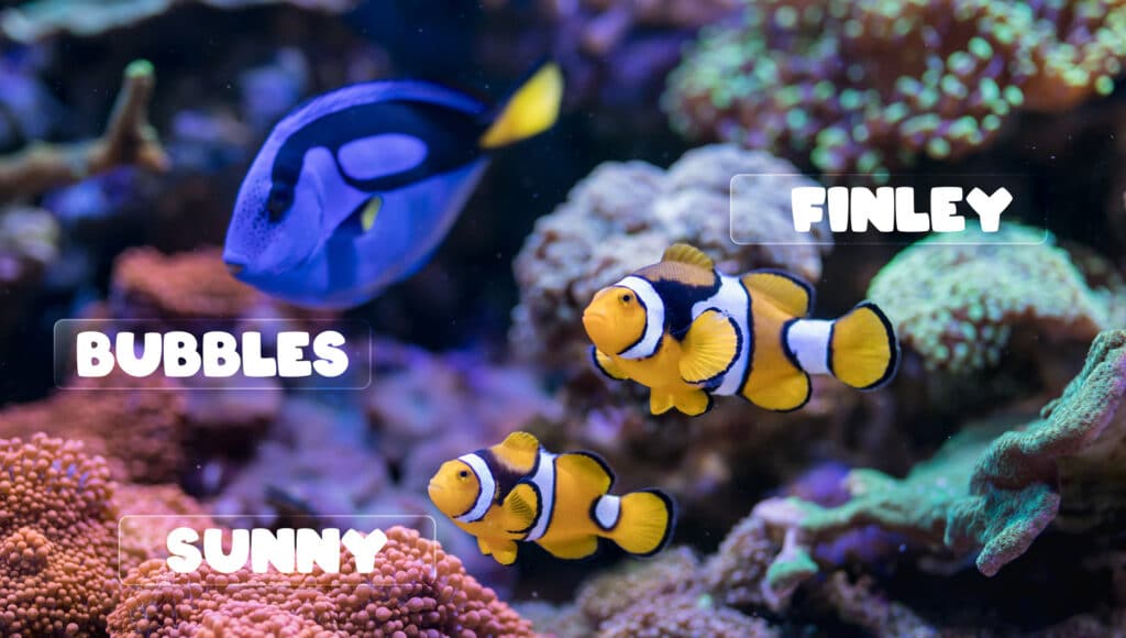 Fish Name Generator: Uncover the Perfect Name for Your Aquatic Buddy ...