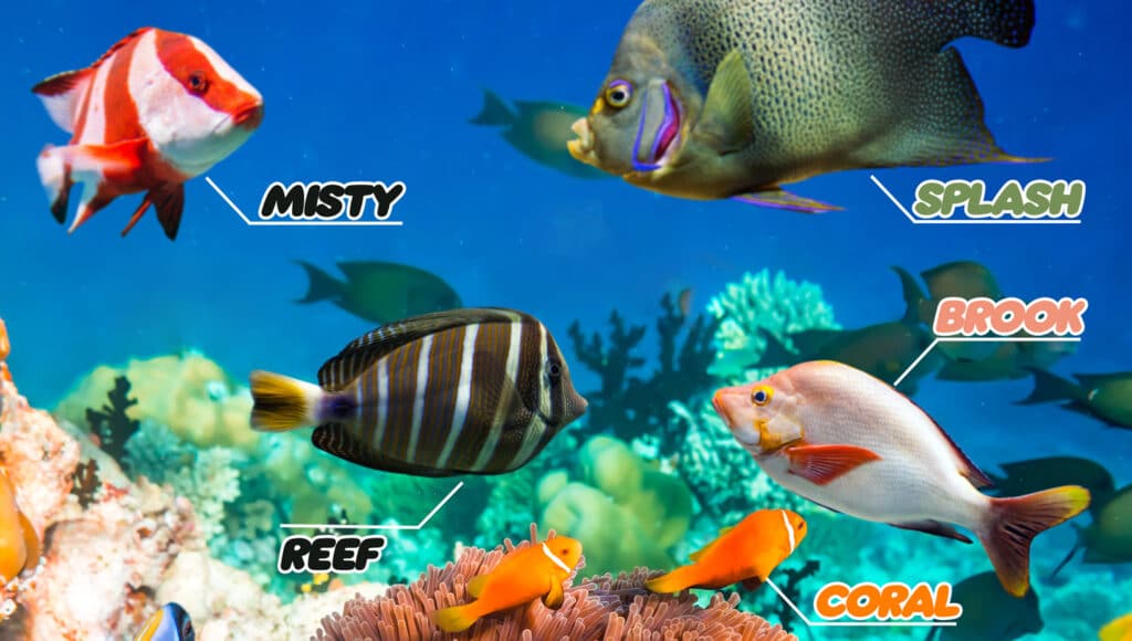 Fish Name Generator: Uncover the Perfect Name for Your Aquatic Buddy ...