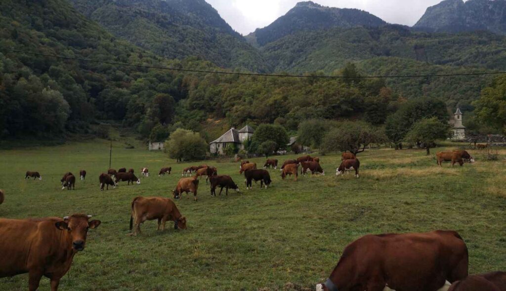 Ranch Name Generator – Rustic and Wholesome Names for Your Homestead ...