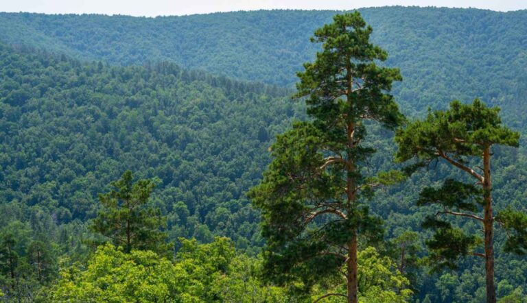 Forest Name Generator