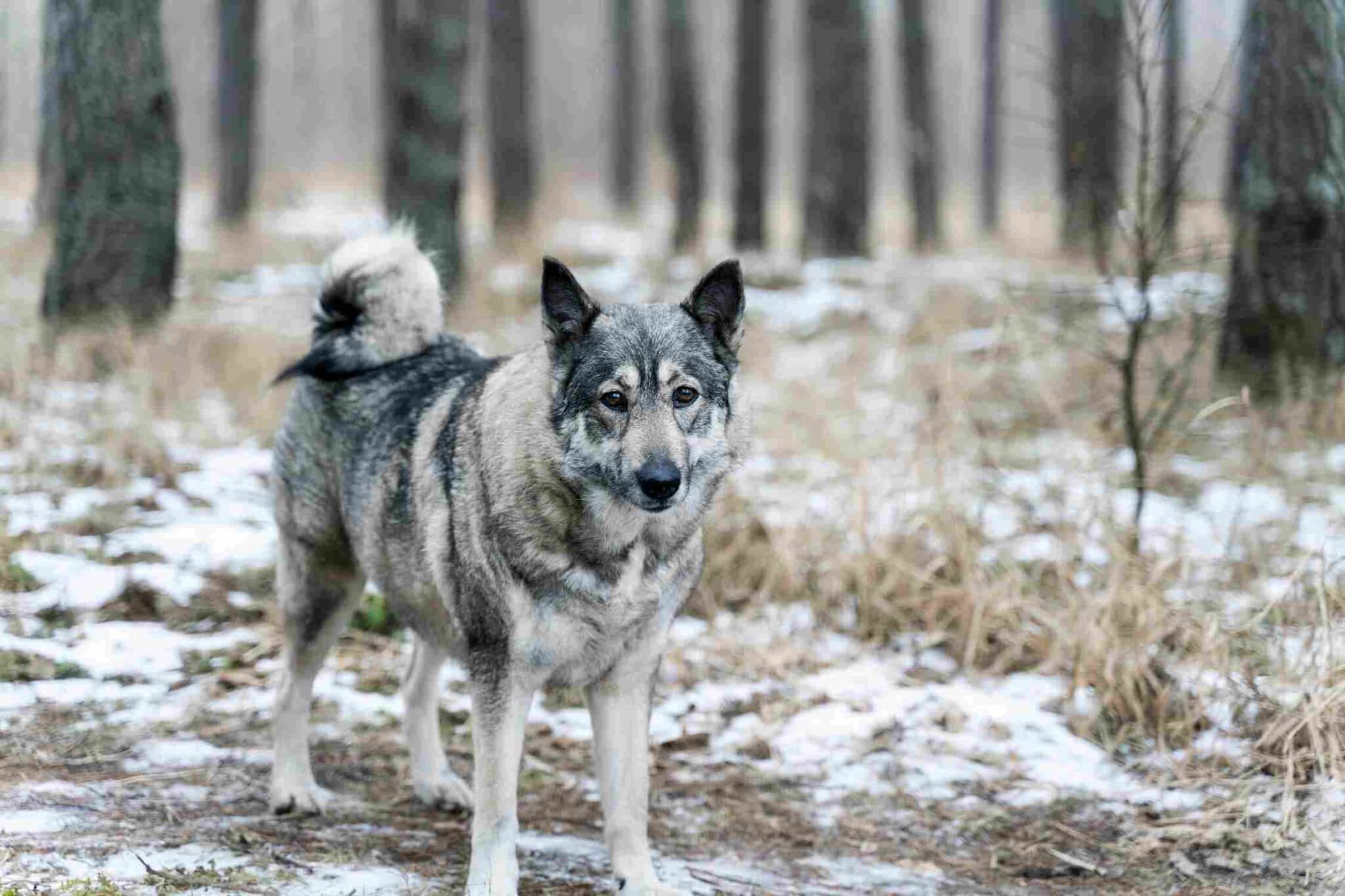 Wolf Name Generator – Fierce and Wild Names for Your Pack - Names Generator